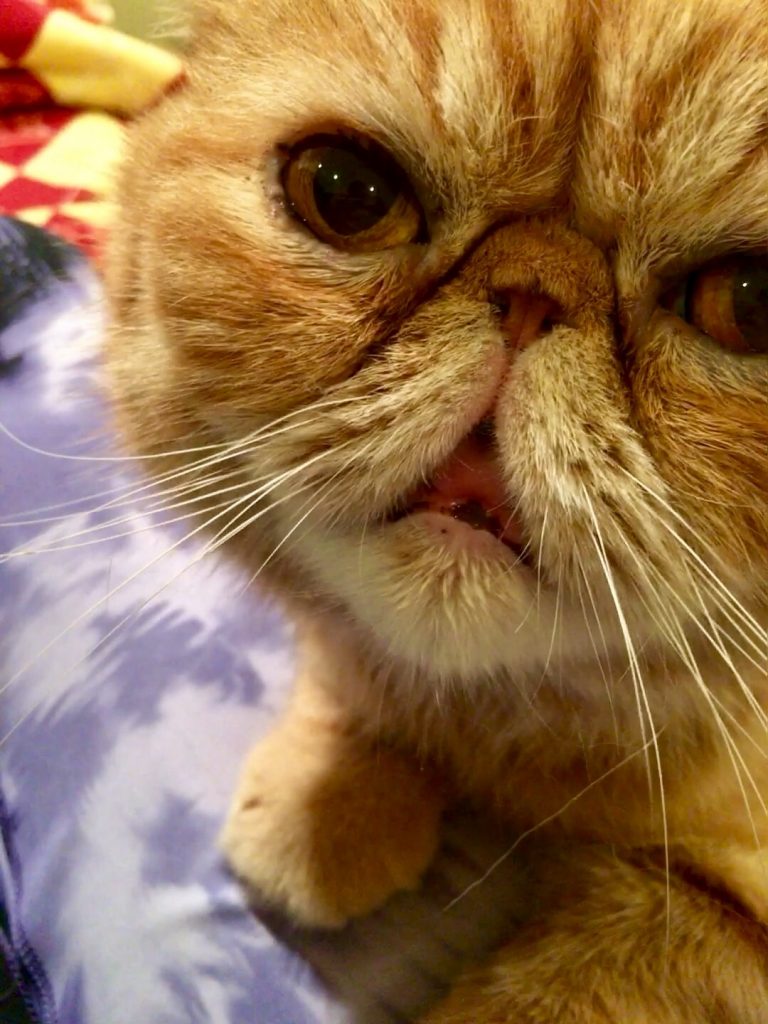 Welcome To City Kitty Sitter - City Kitty Sitter