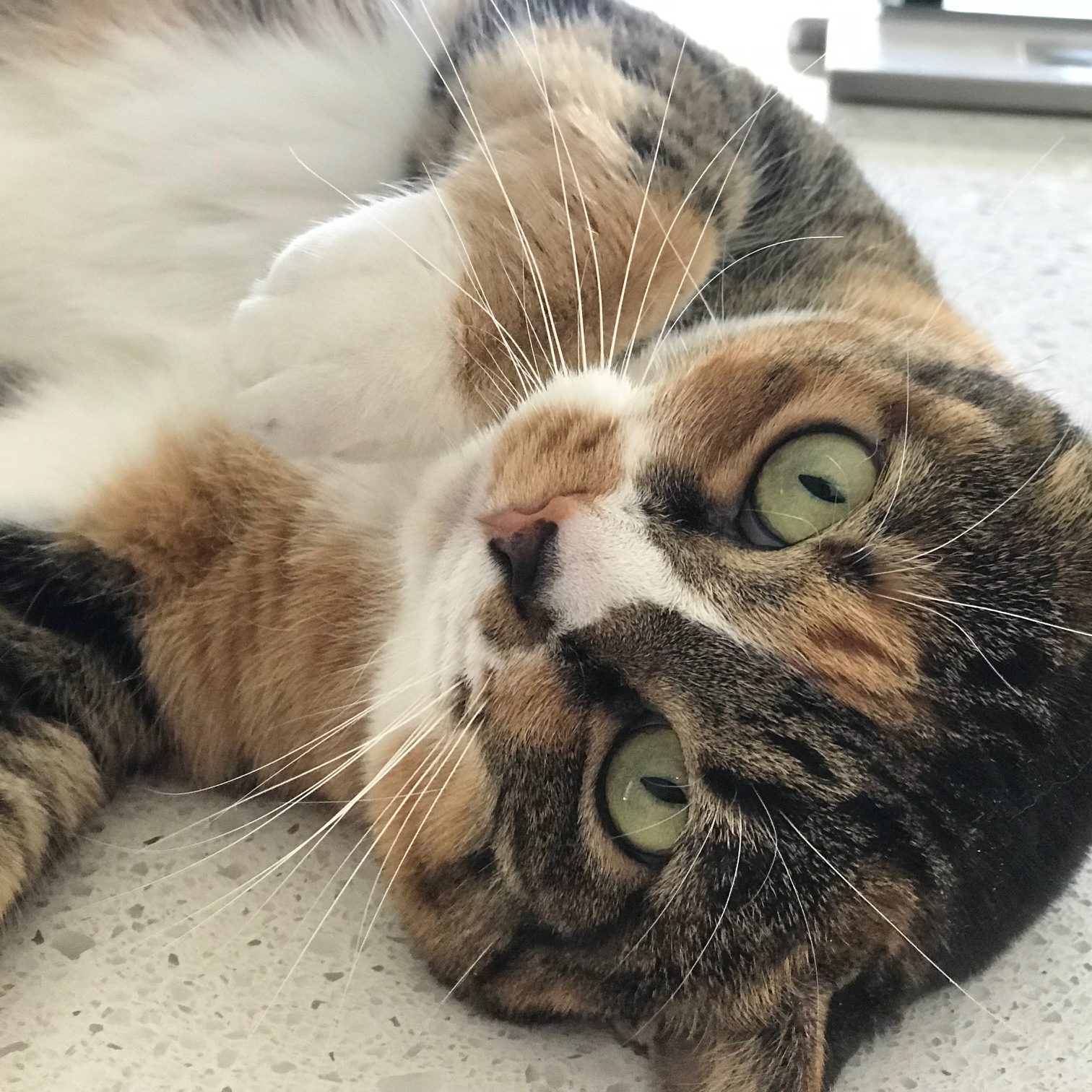 Welcome To City Kitty Sitter - City Kitty Sitter