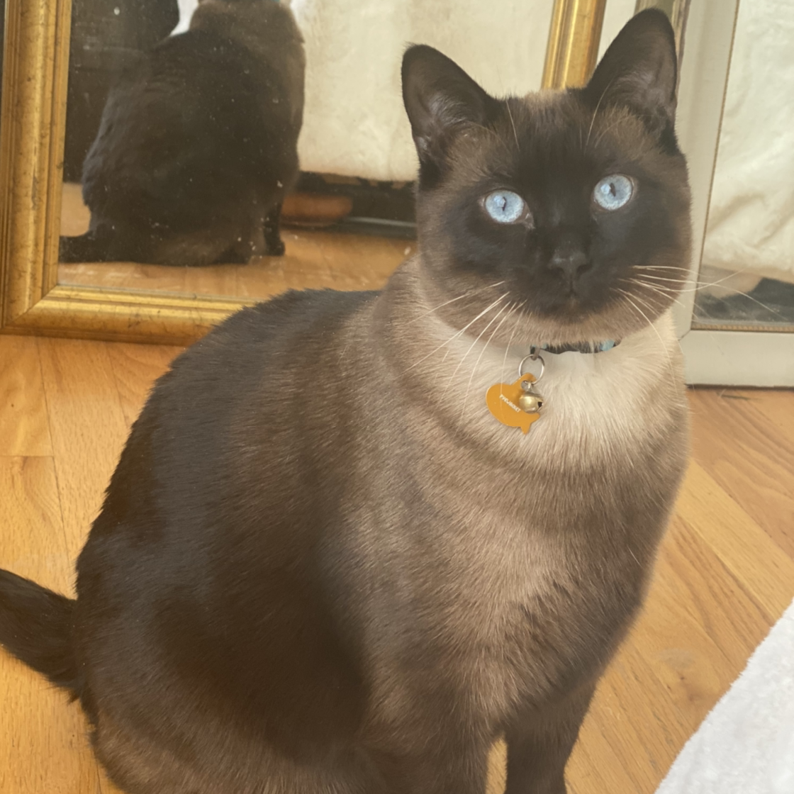 Welcome To City Kitty Sitter - City Kitty Sitter